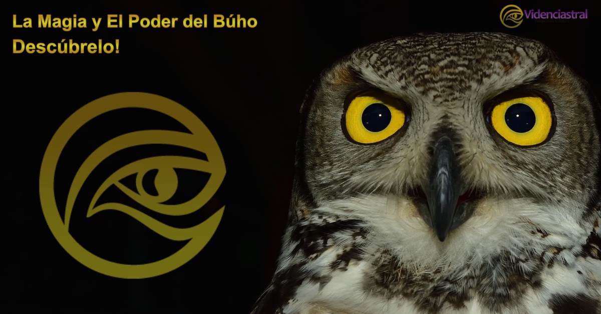 La Magia del Búho - Videnciastral | Videncia Astral